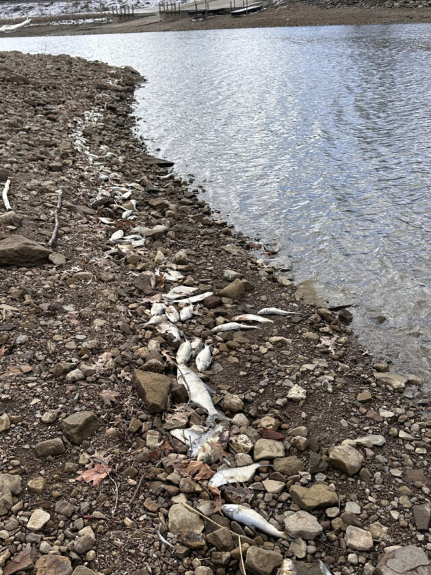 Officials: Nothing fishy about dead shad at Lake Milton | News, Sports ...